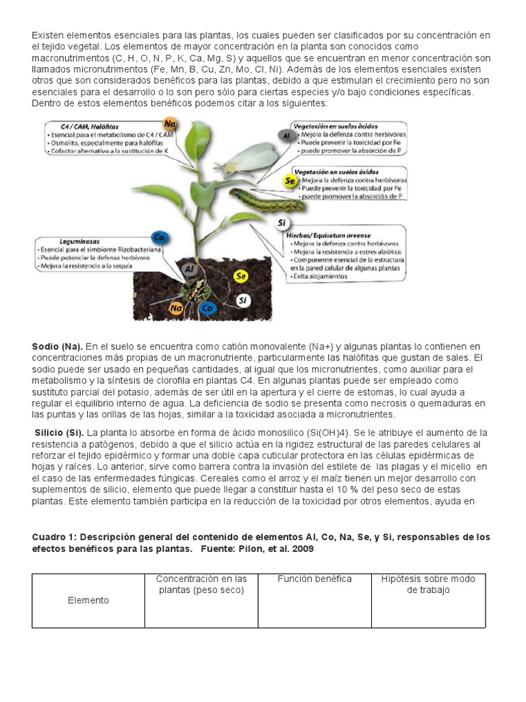 Existen Elementos Esenciales para Las Plantas | PDF | Plantas | Sodio