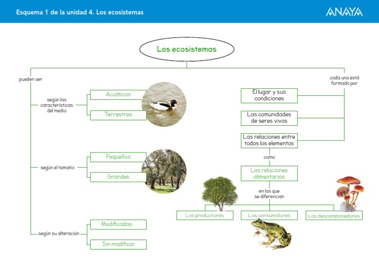 Esquema Los Ecosistemas | PDF