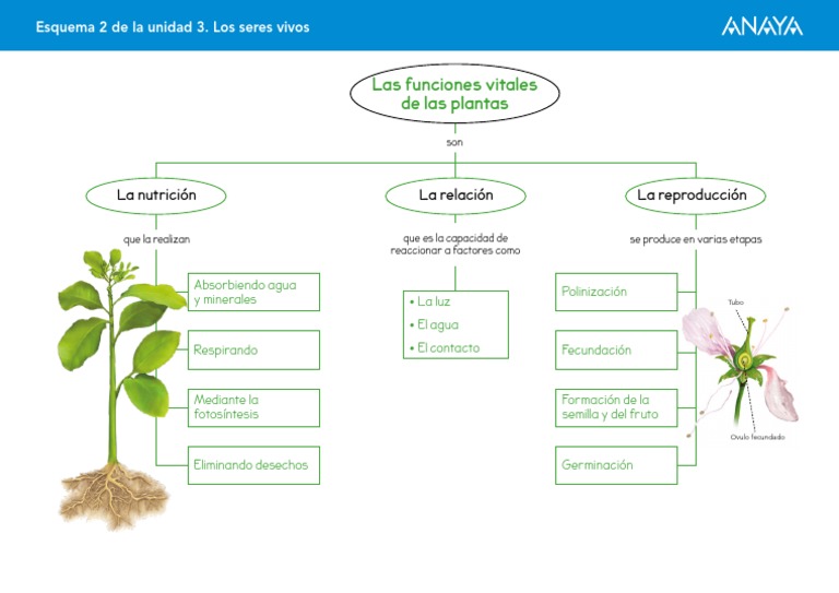 Esquema Funciones Vitales de Las Plantas | PDF