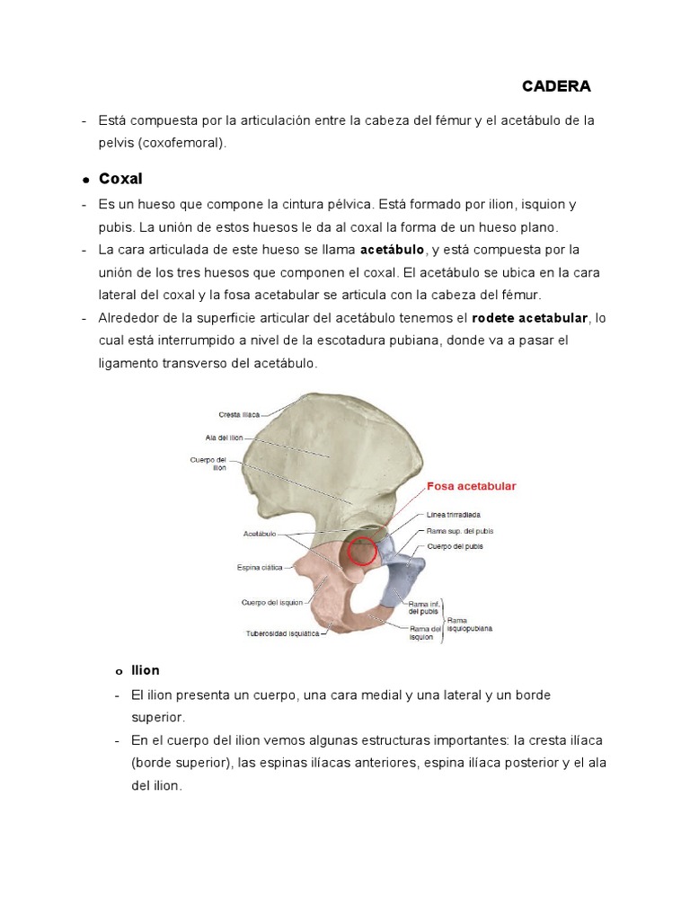 Anatomía de Cadera y Muslo | PDF | Pelvis | Sistema musculoesquelético