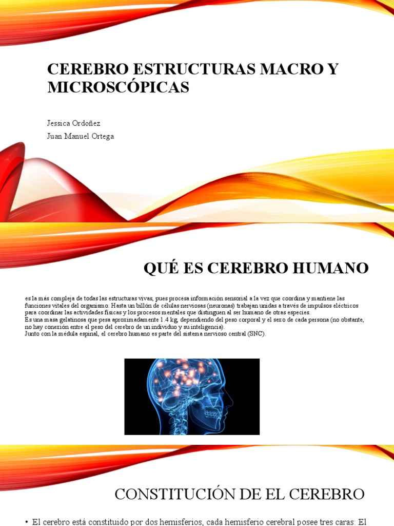 Cerebro Estructuras Macro y Microscópicas | PDF | Cerebro | Neurona