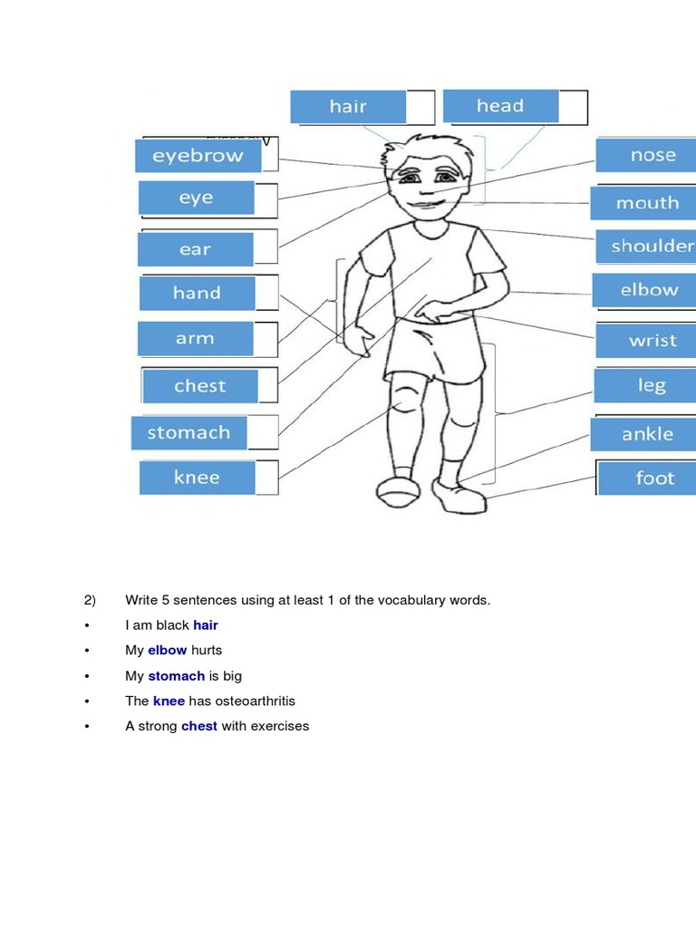 EJERCICIO en CLASES Vocabulary Body Parts | PDF