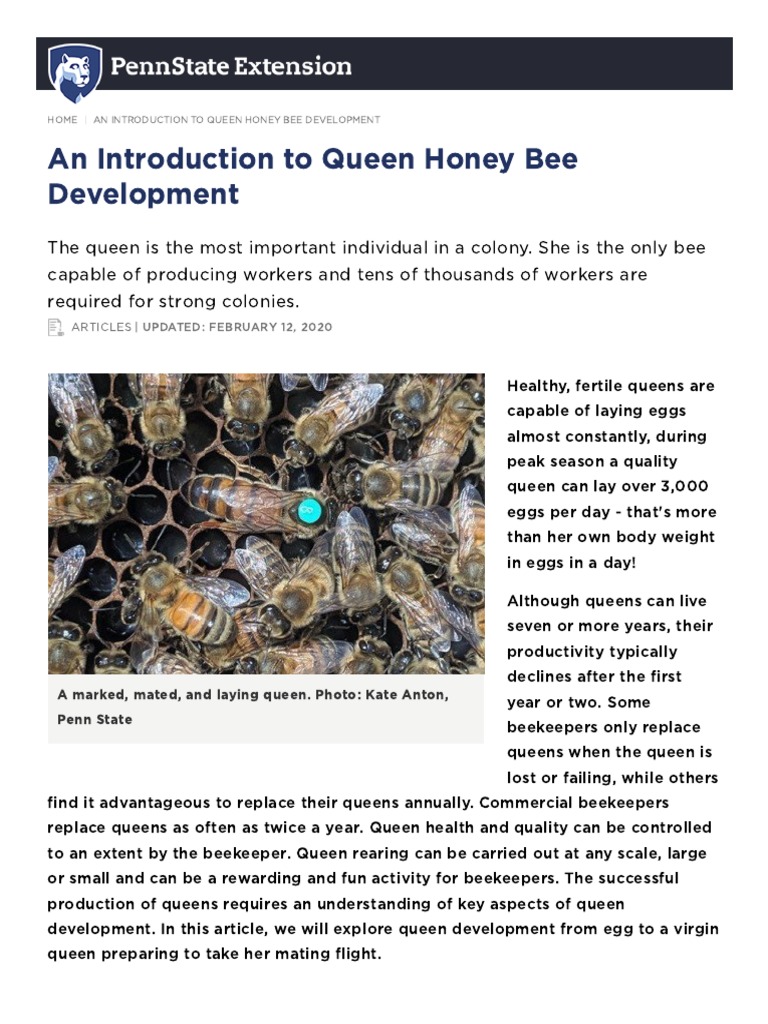 Honey Bee Introduction | What Is Honey Bee – XFCWK