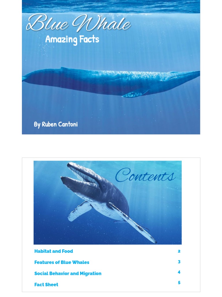 Amazing Facts: Blue Whale | Download Free PDF | Whales | Cetacea