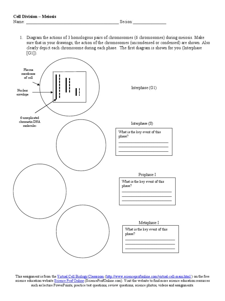 Cell Division - Meiosis: Plasma Membrane of Cell | PDF | Meiosis ...