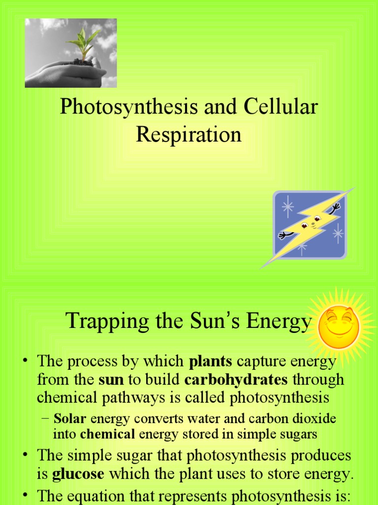 Photosynthesis and Cellular Respiration | PDF | Cellular Respiration ...