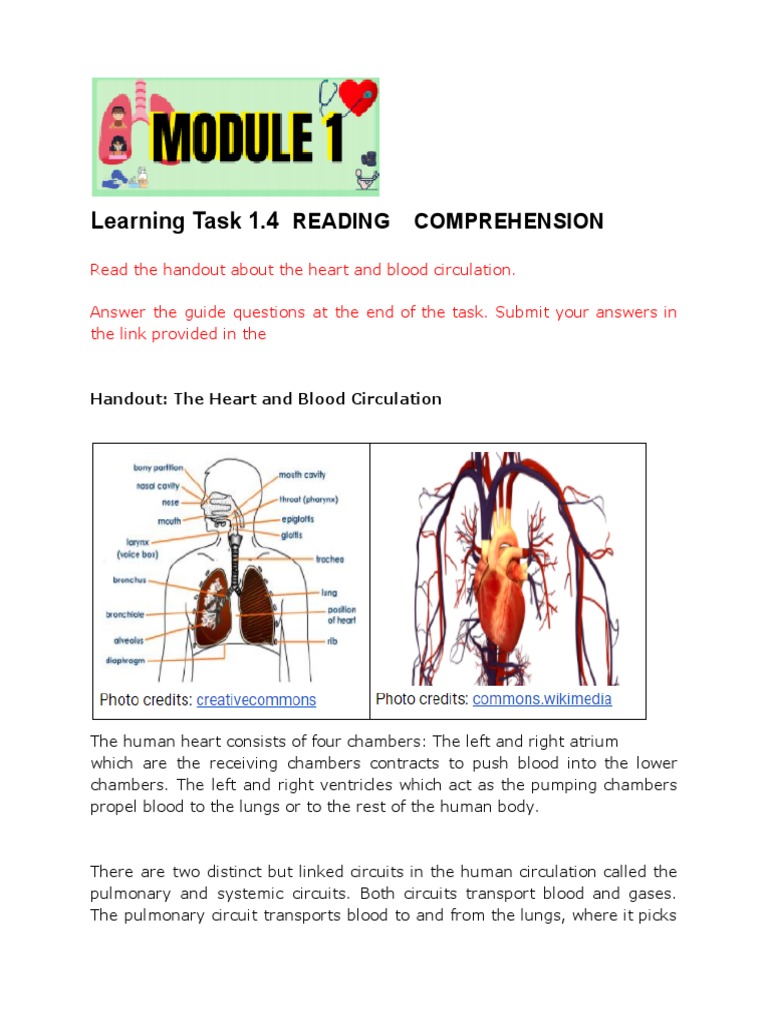 Understanding Pulmonary and Systemic Circulation | PDF | Circulatory ...