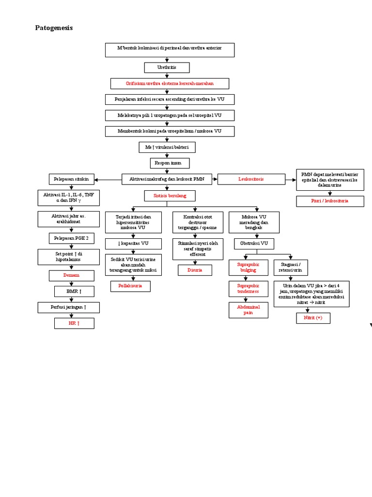Patogenesis Infeksi Saluran Kemih Bawah | PDF