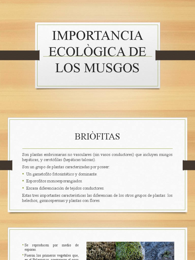 Importancia Ecològica de Los Musgos | PDF | Musgo | Plantas
