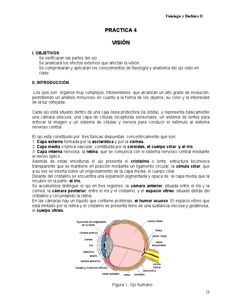 FBI Visión | PDF | Ojo humano | Percepción visual