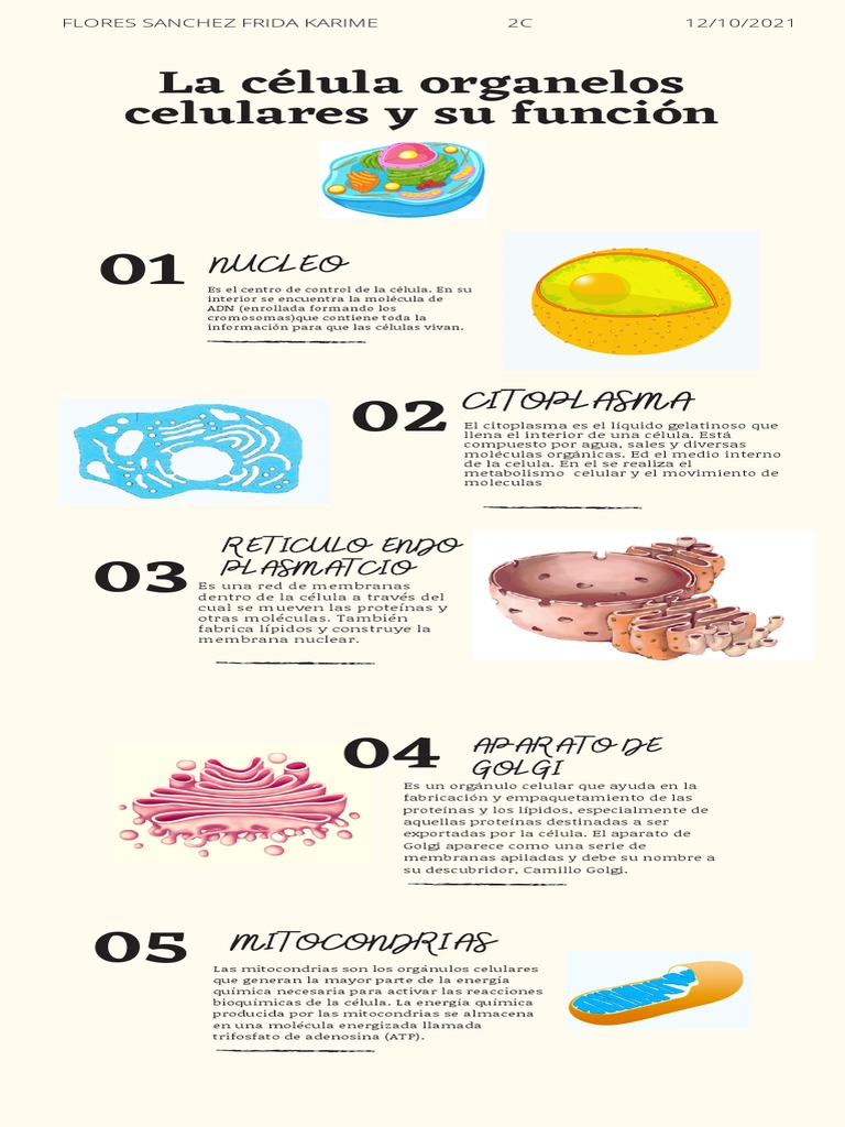 Organelos Y Sus Funciones Célula: Estructura Y Funciones