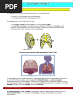 Anatomie et Développement du Diaphragme | PDF | Aorte | Thorax