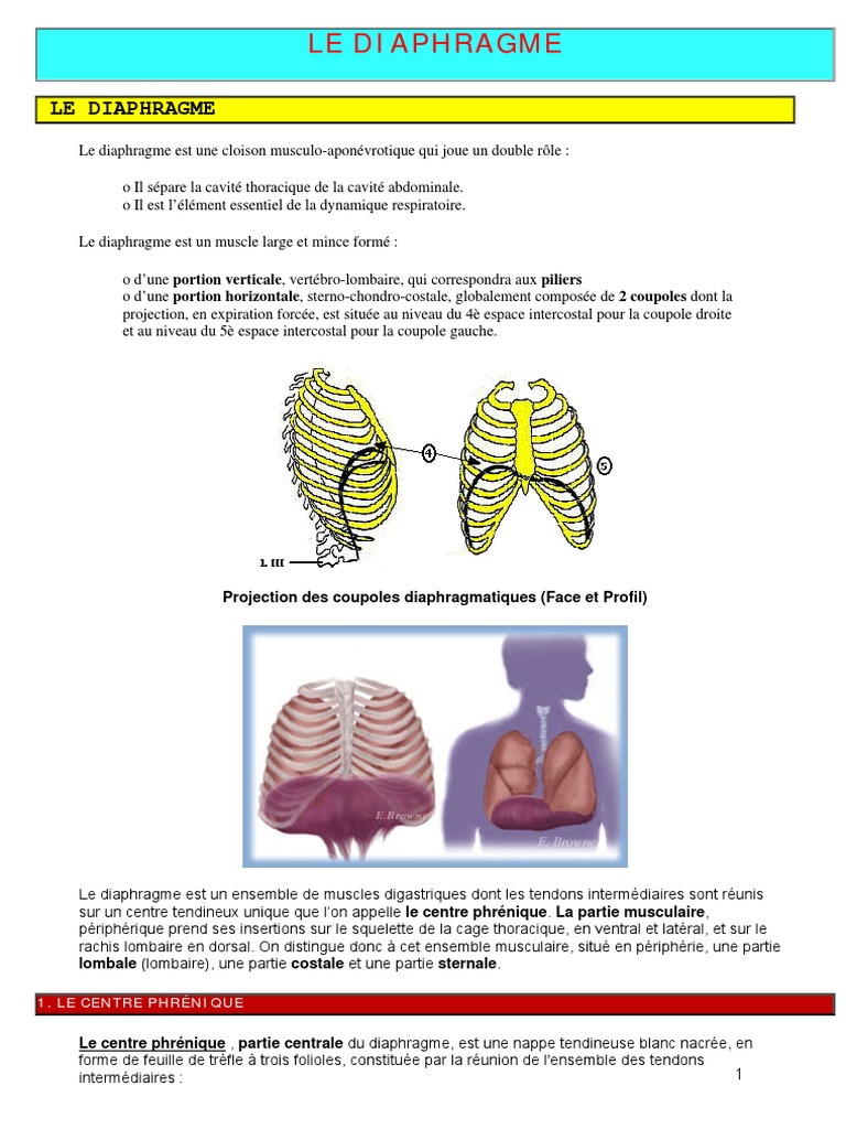 Anatomie du diaphragme et ses structures | PDF | Aorte | Anatomie
