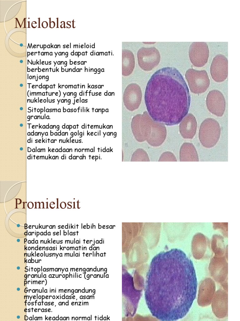 Sel Mieloid: Mieloblast hingga Sel Segmen | PDF