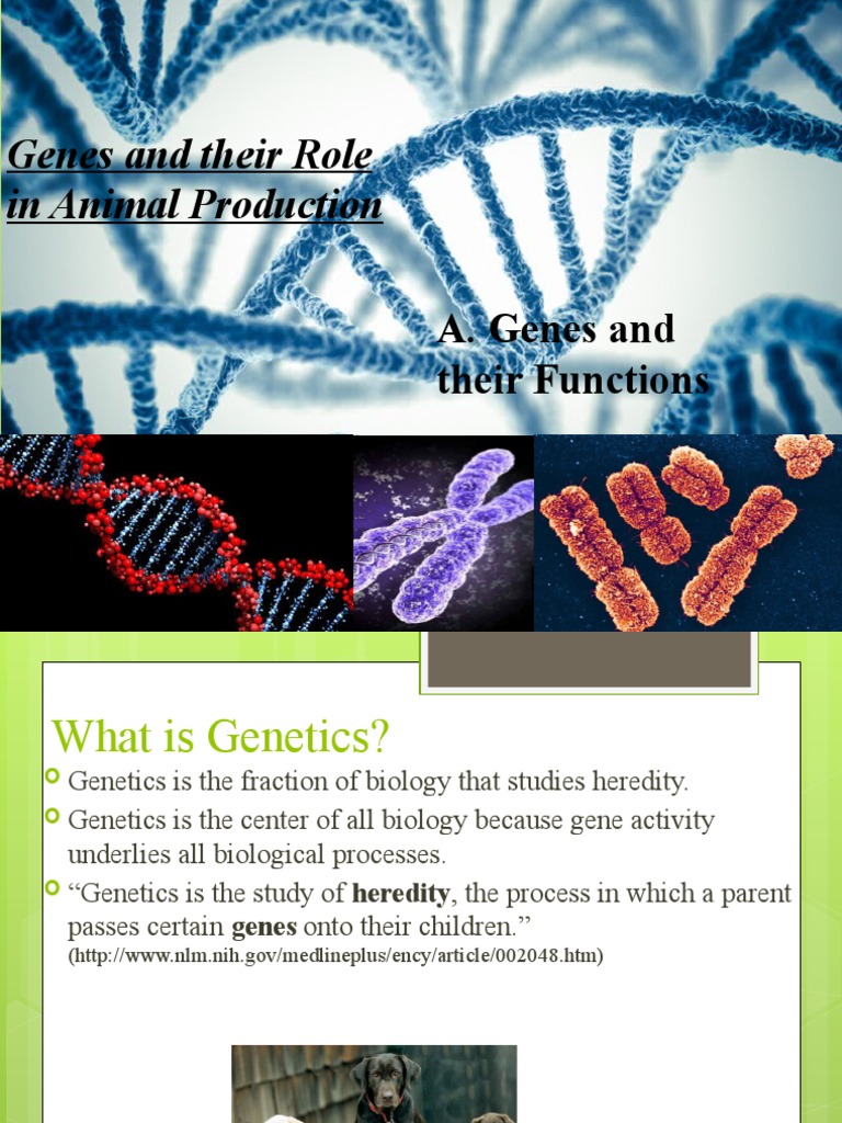 Genes and Their Role in Animal Production | PDF | Genetics | Gene