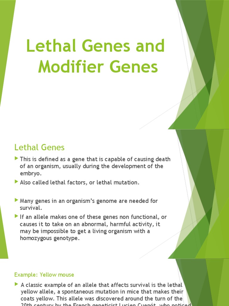 Lethal and Modifier Genes Explained | PDF | Allele | Zygosity