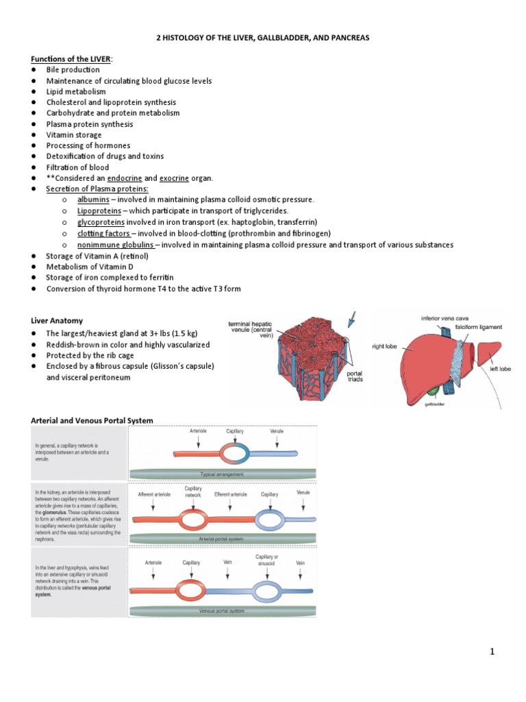 2 Histology of The Liver, Gallbladder, and Pancreas - 2 | PDF | Liver ...