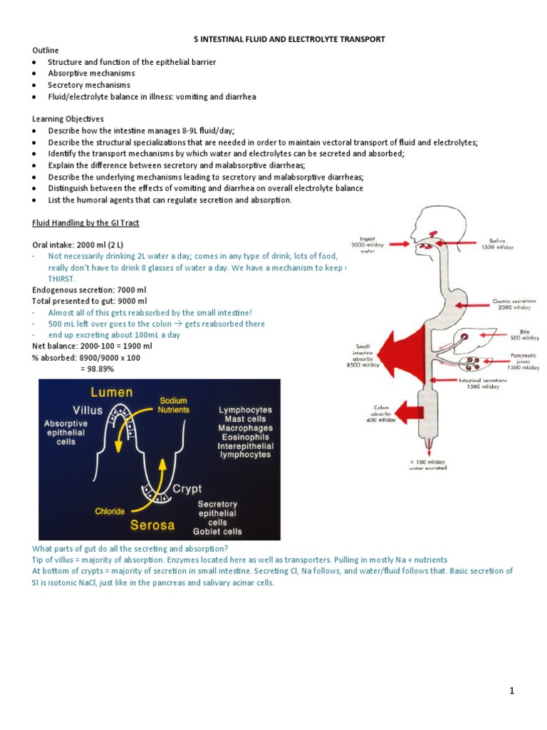 5 Intestinal Fluid and Electrolyte Transport-1 | PDF | Vomiting | Diarrhea