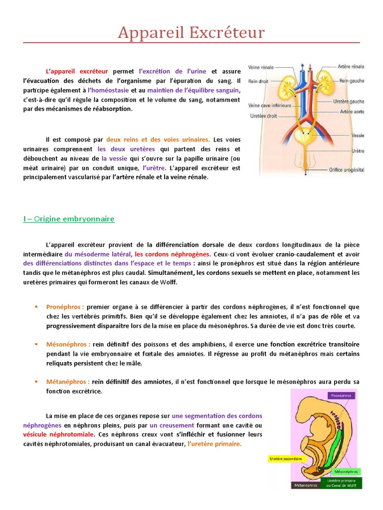 Fonction et Anatomie de l'Appareil Excréteur | PDF | Rein | Appareil ...