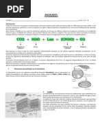 4to GRADO CIENCIAS NATURALES 29-05-2020355 | PDF | Fotosíntesis ...