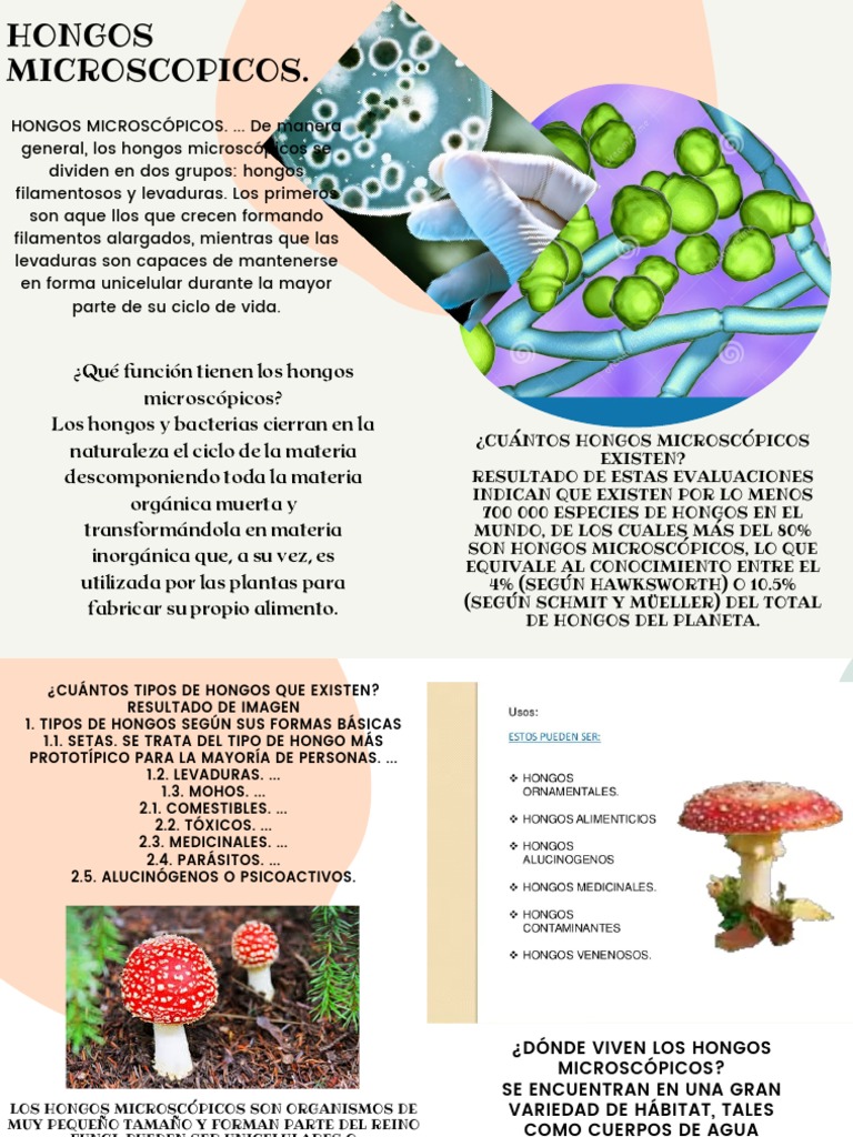 Hongos Microscopicos. | PDF | Hongo | Levadura