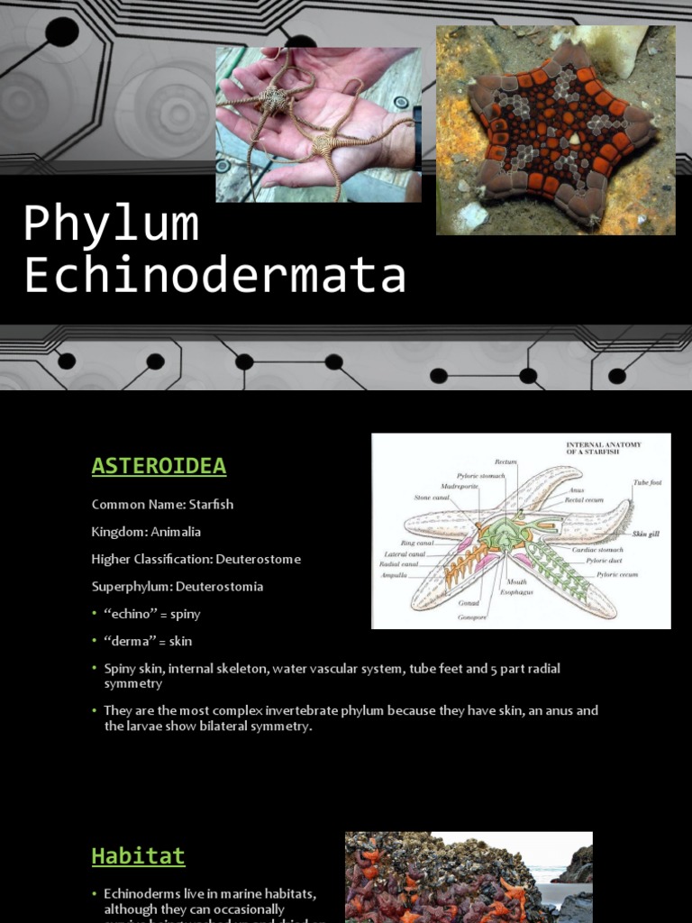 Phylum Echinodermata | PDF | Zoology | Organisms