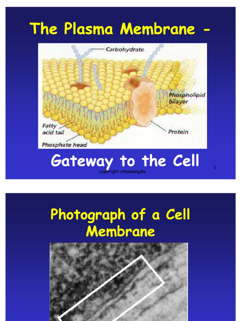 The Plasma Membrane The Plasma Membrane - : Gateway To The Cell Gateway ...