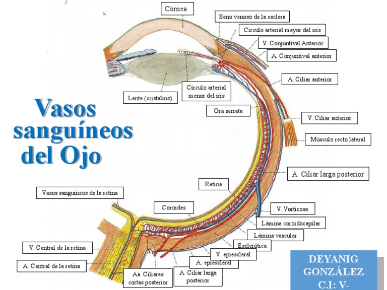 Vasos Sanguíneos Del Ojo | PDF | Ojo humano | Ojo