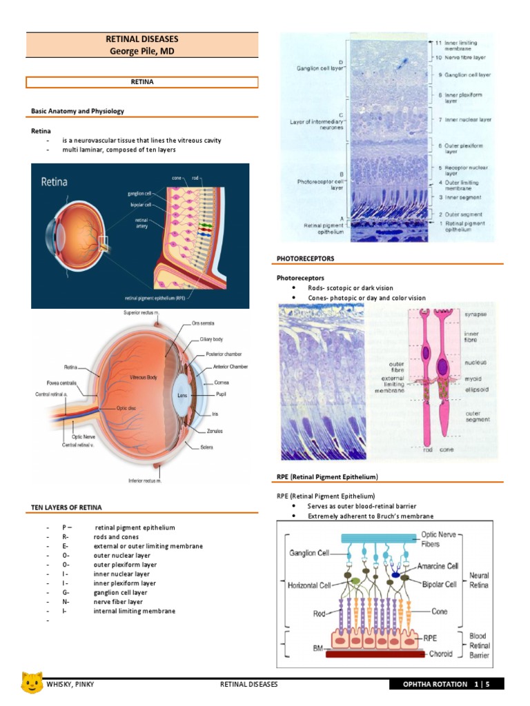 Retinal Diseases George Pile, MD: Retina | PDF | Retina | Anatomy
