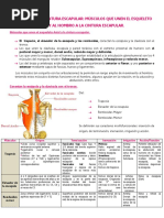 Anatomía de la Región Escapular | PDF | Articulaciones | Hombro