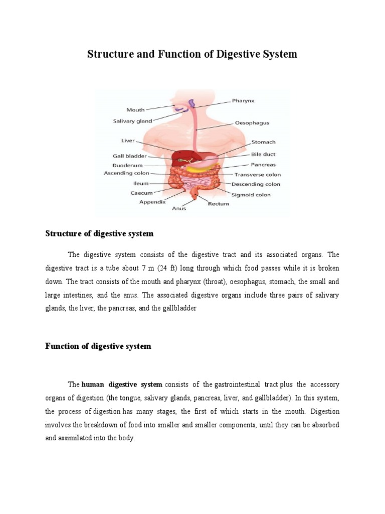 Structure of Digestive System | Download Free PDF | Human Digestive ...