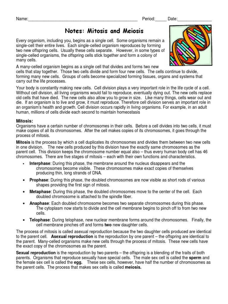 Mitosis Meiosis Notes | PDF | Meiosis | Ploidy