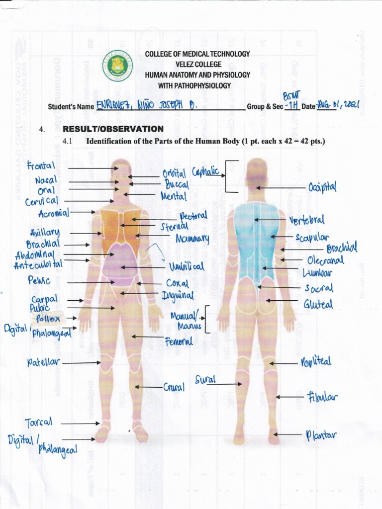 Introduction To Human Anatomy Worksheet | PDF