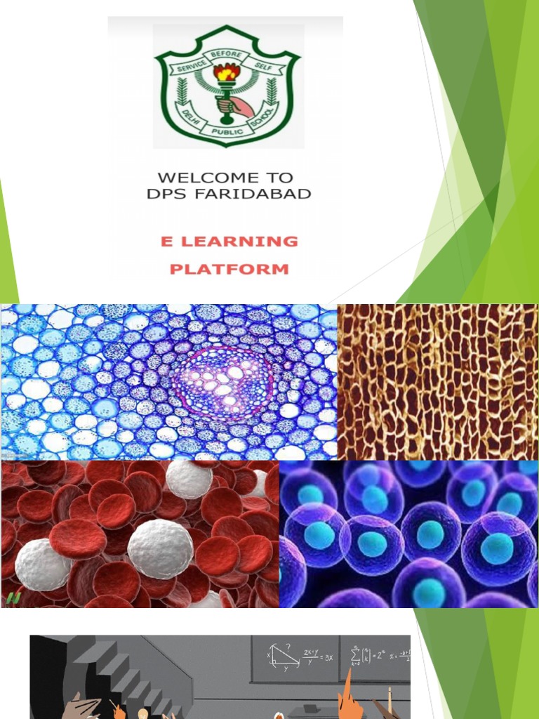 Cell Structure and Functions Portfolio Worksheet | PDF | Cell (Biology ...