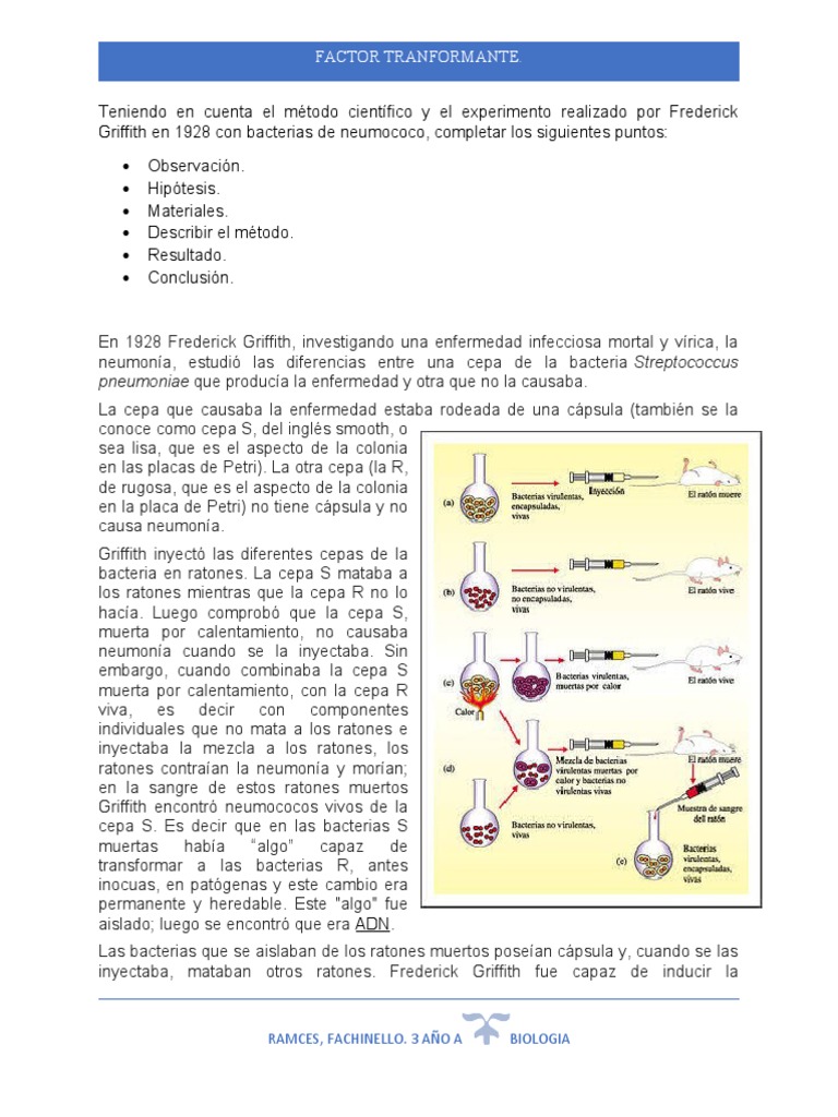 El experimento de Griffith y el descubrimiento del ADN como material genético | PDF ...