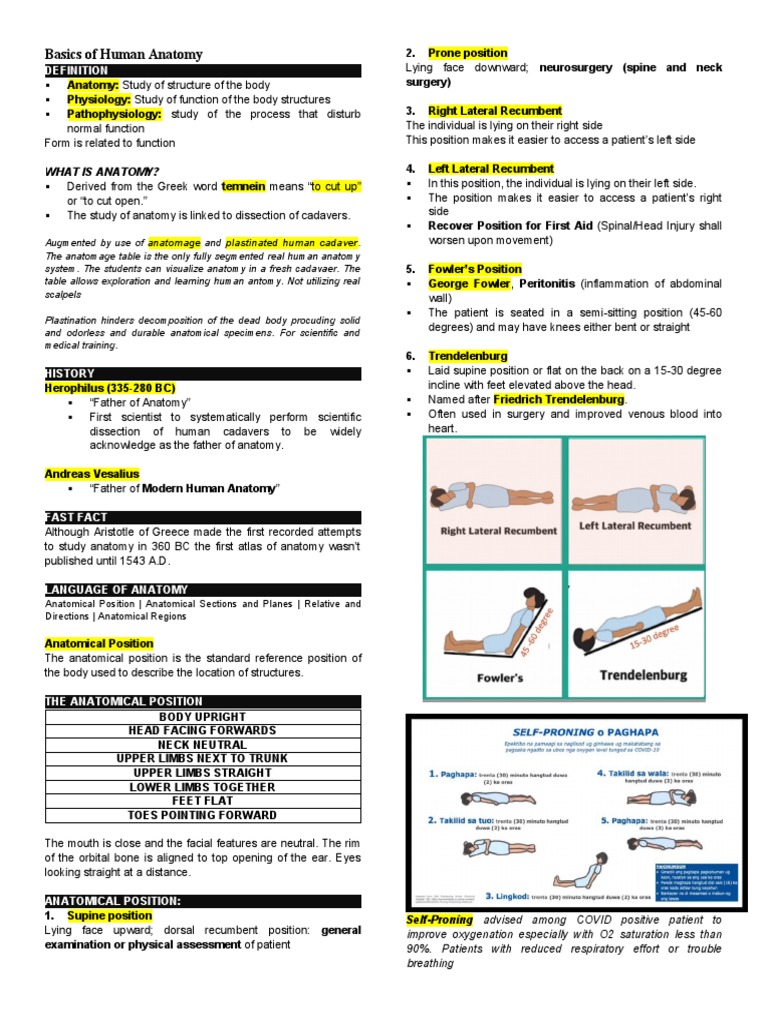 Basics of Human Anatomy | PDF | Anatomical Terms Of Location | Thorax