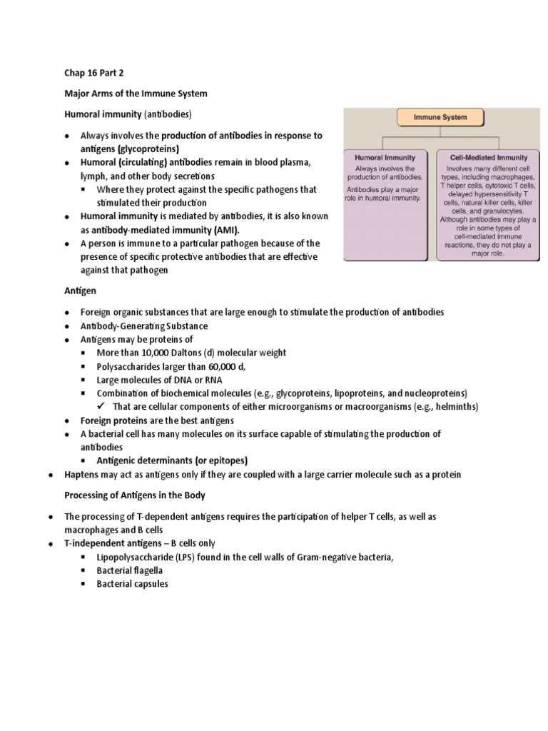 Chap 16 Part 2 Major Arms of The Immune System Humoral Immunity ...