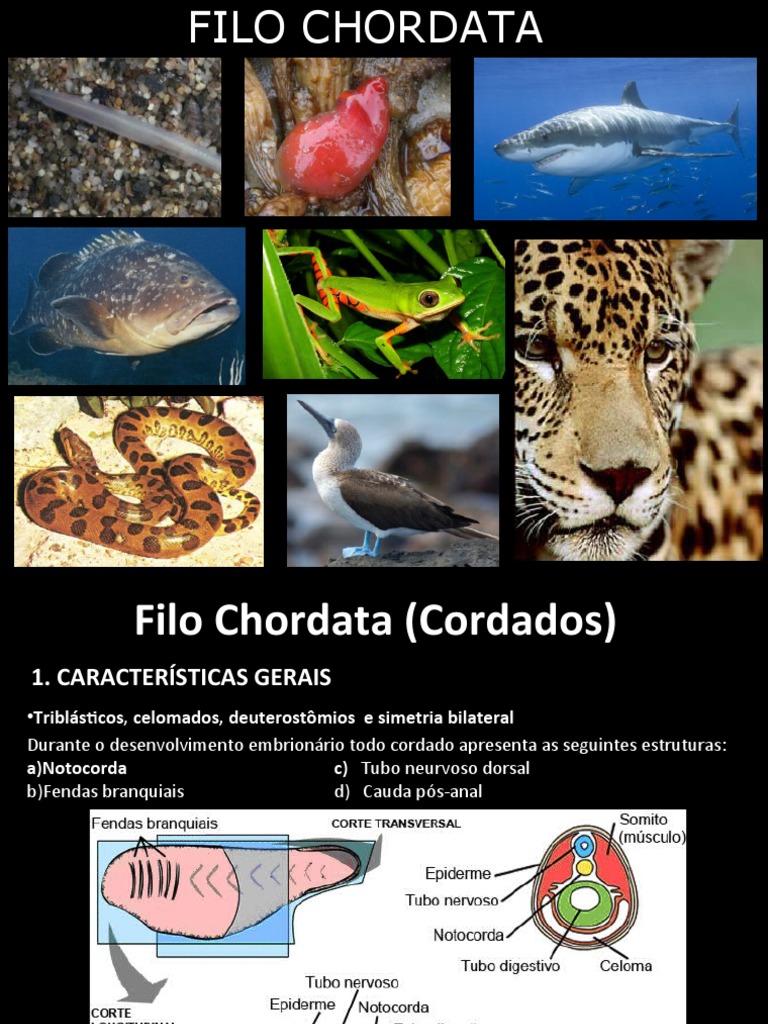 2º Ano - Cordados - Protocordados Agnatas e Peixes | PDF | Zoologia ...
