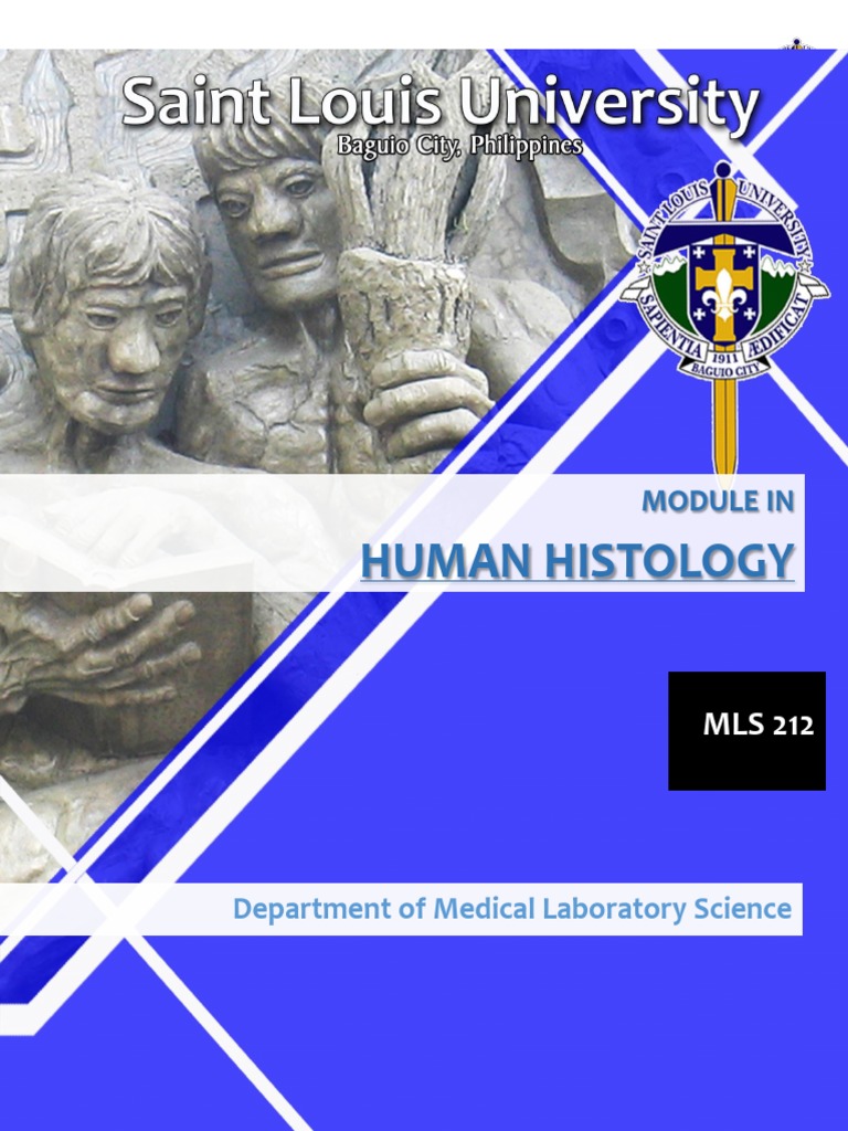 Histo Module 3 | PDF | Cerebellum | Brainstem
