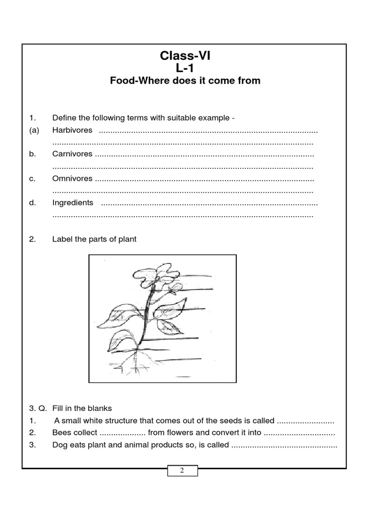 CBSE Class 6 Food-Where Does It Come From Worksheet | PDF | Foods | Plants