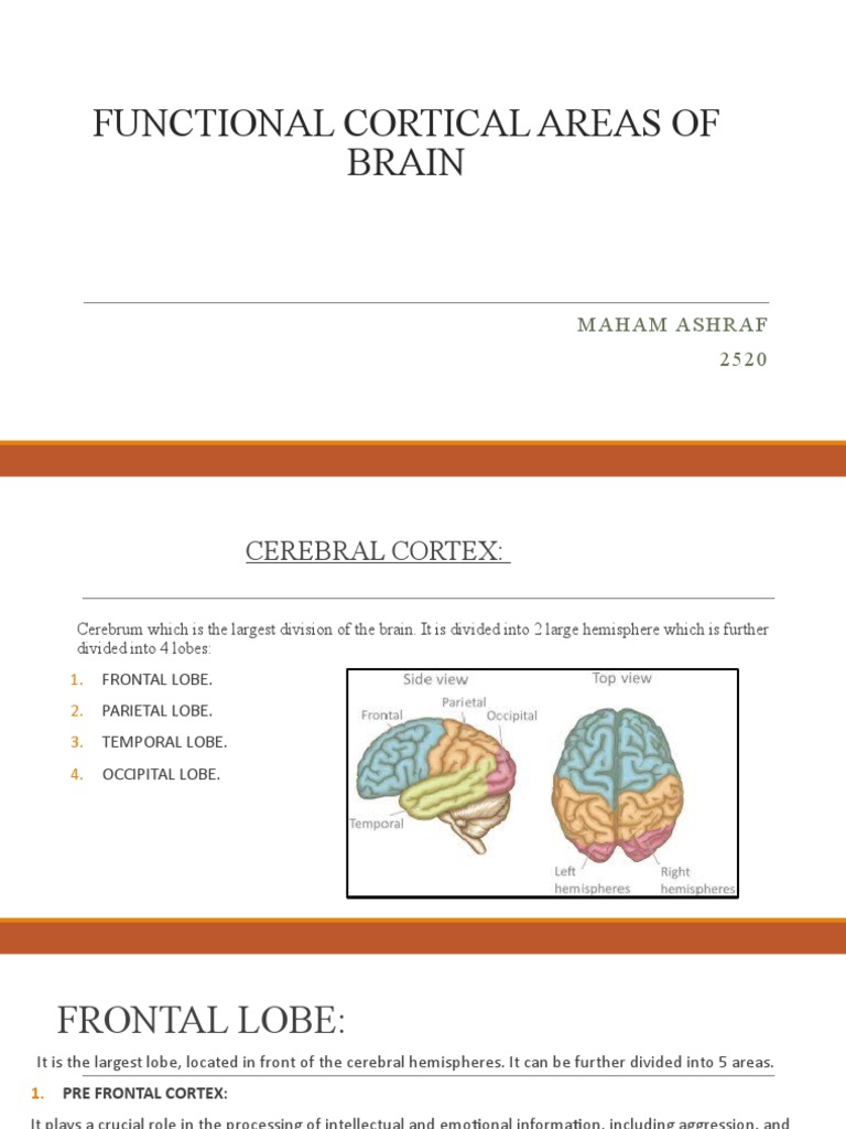 Functional Cortical Areas of Brain | PDF | Cerebral Cortex | Parietal Lobe