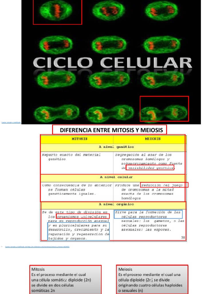 Ciclo Celular | PDF | Mitosis | Ciclo celular
