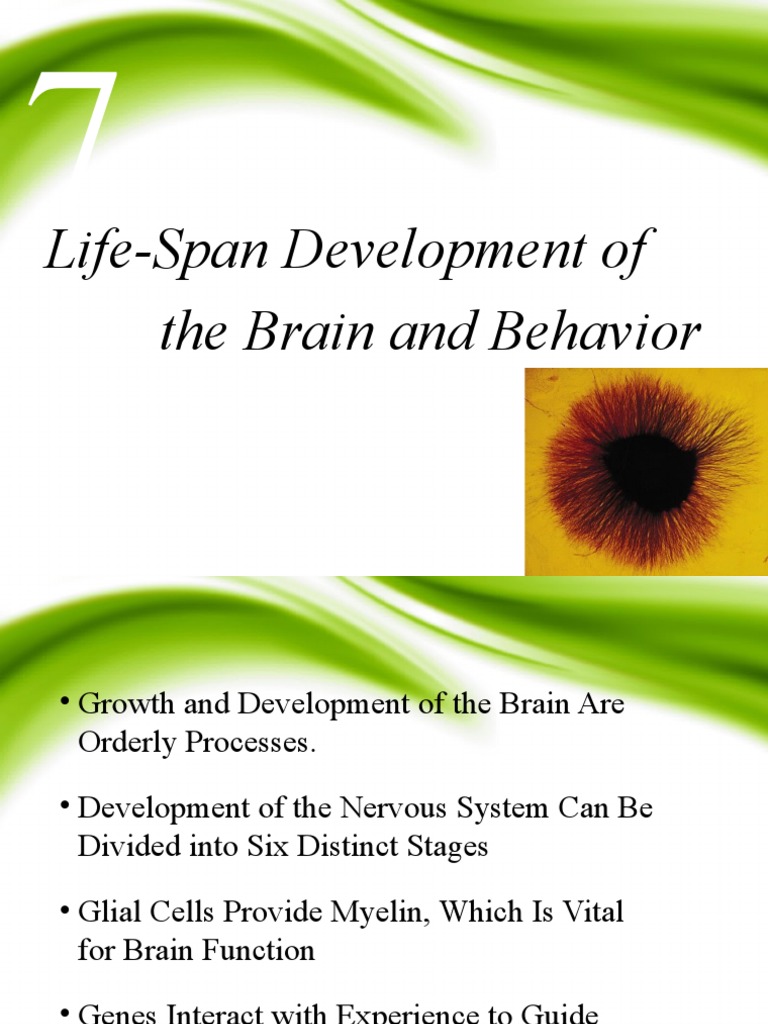 06 Life-Span Development of The Brain and Behavior | PDF | Central ...