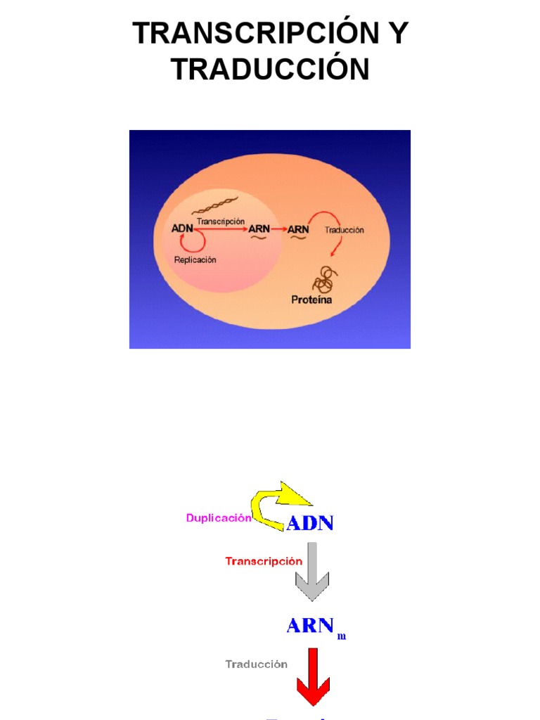 Transcripcion y Traduccion | PDF | Traducción (biología) | Rna