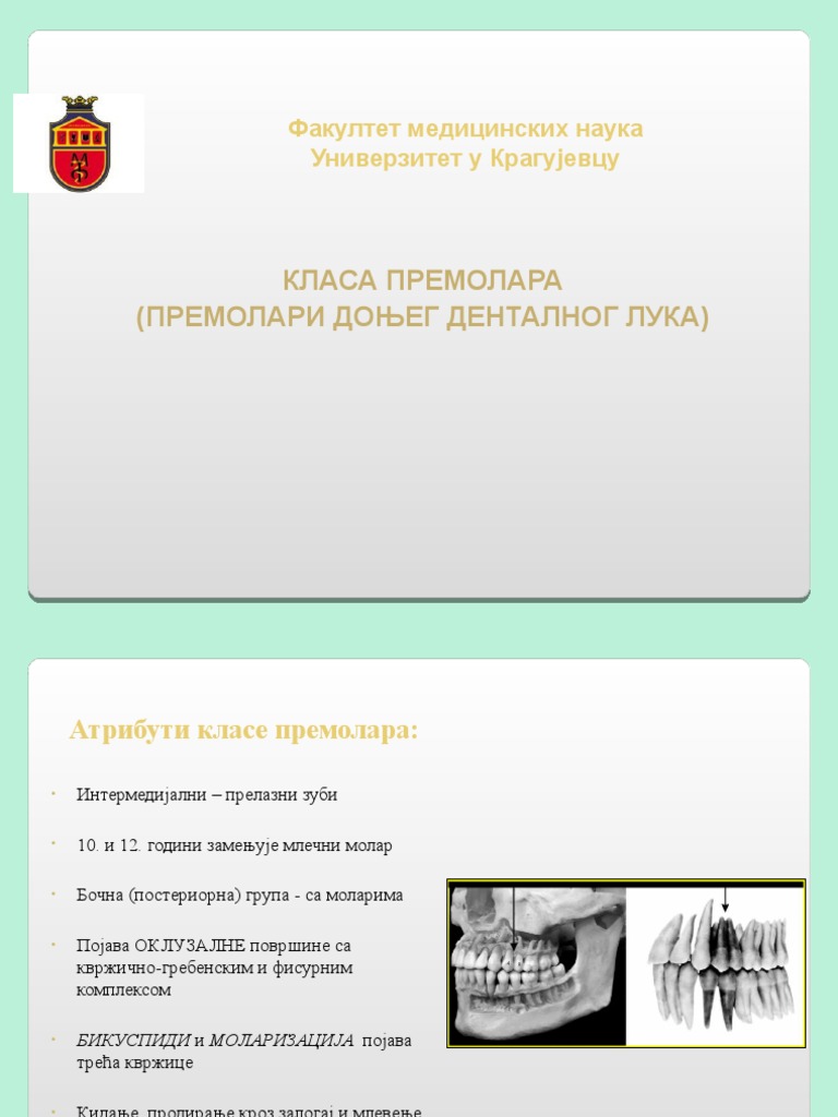 Dentalna Anatomija - Donji Premolari | PDF