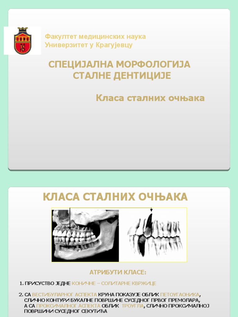 Dentalna Anatomija - Ocnjaci | PDF