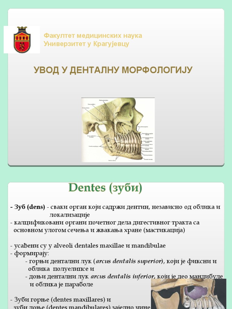 Dentalna Anatomija - Uvod U Dentalnu Morfologiju | PDF