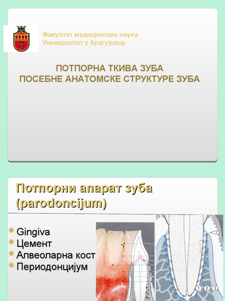 Dentalna Anatomija - Potporna Tkiva Zuba | PDF