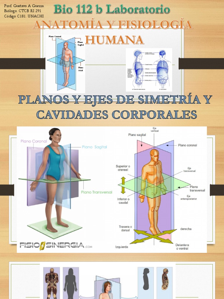 Planos Corporales | PDF | Términos anatómicos de ubicación | Anatomía ...