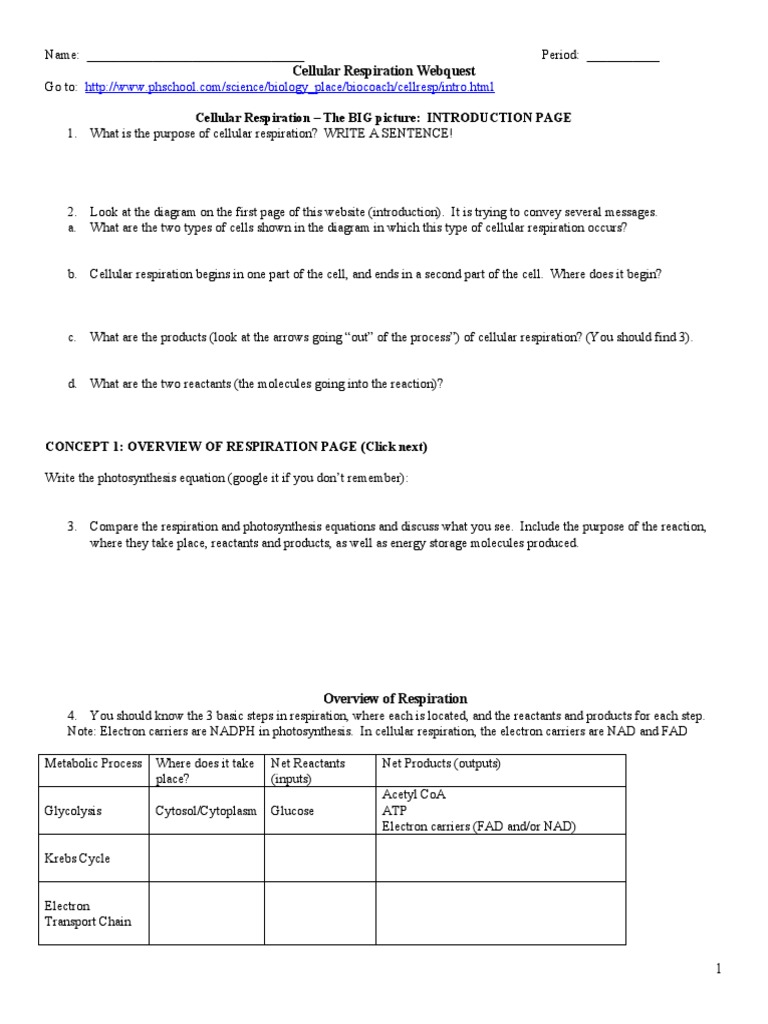Cellular Respiration Webquest | PDF | Cellular Respiration | Adenosine ...